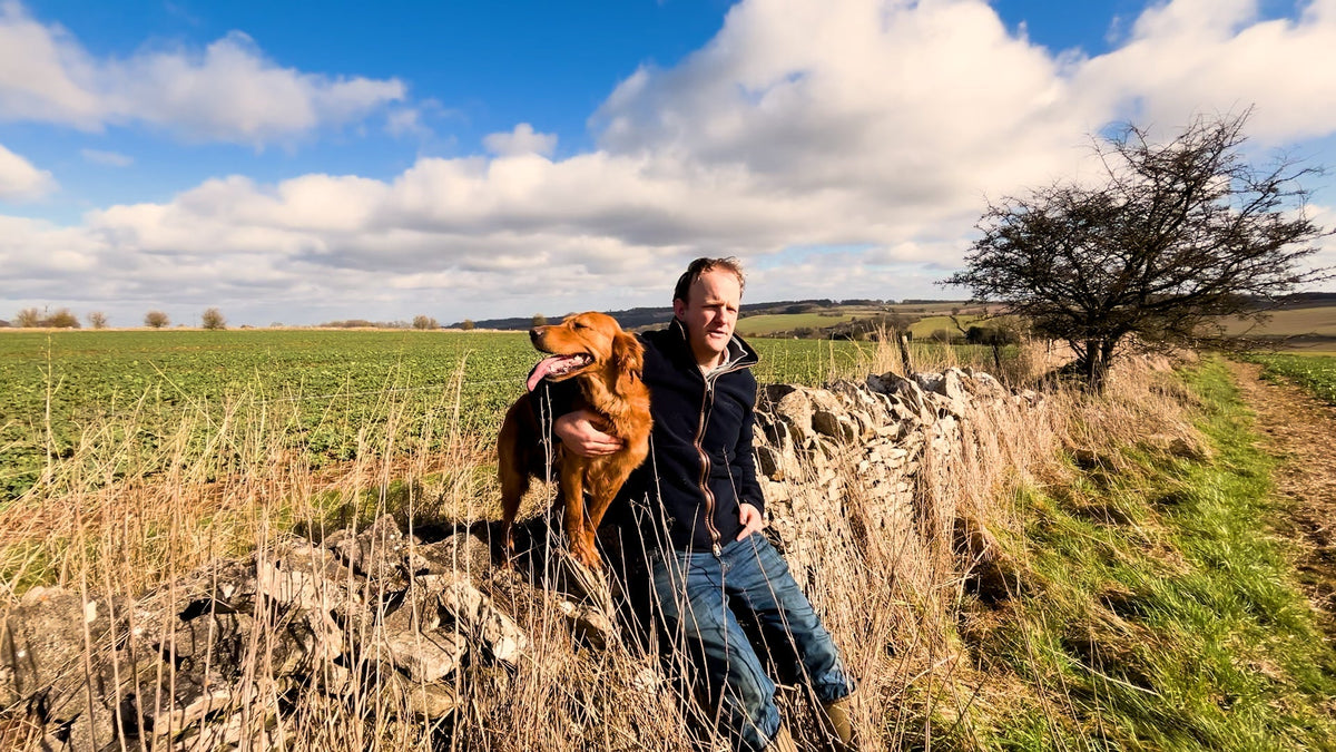 Diversifying with Cotswold Gold: A Sustainable Future for British Farm