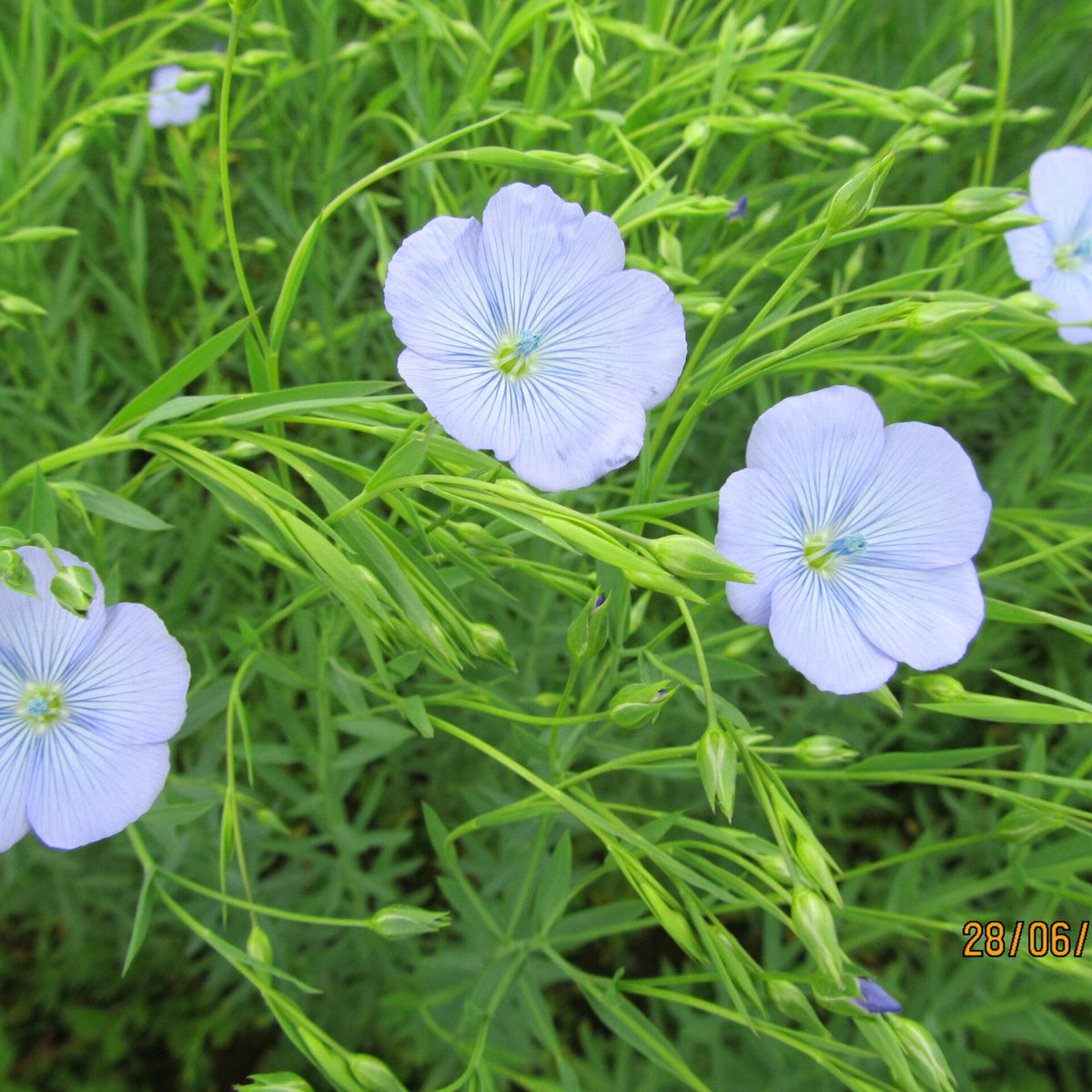 Cotswold Golds a Winner…!