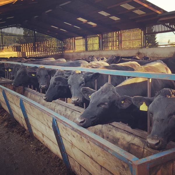 Cotswold Gold achieving '3% waste' with Wagyu beef.....
